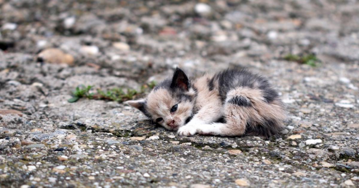 [SOCIAL TECH] Help Animals, l’appli pour nourrir gratuitement des ...