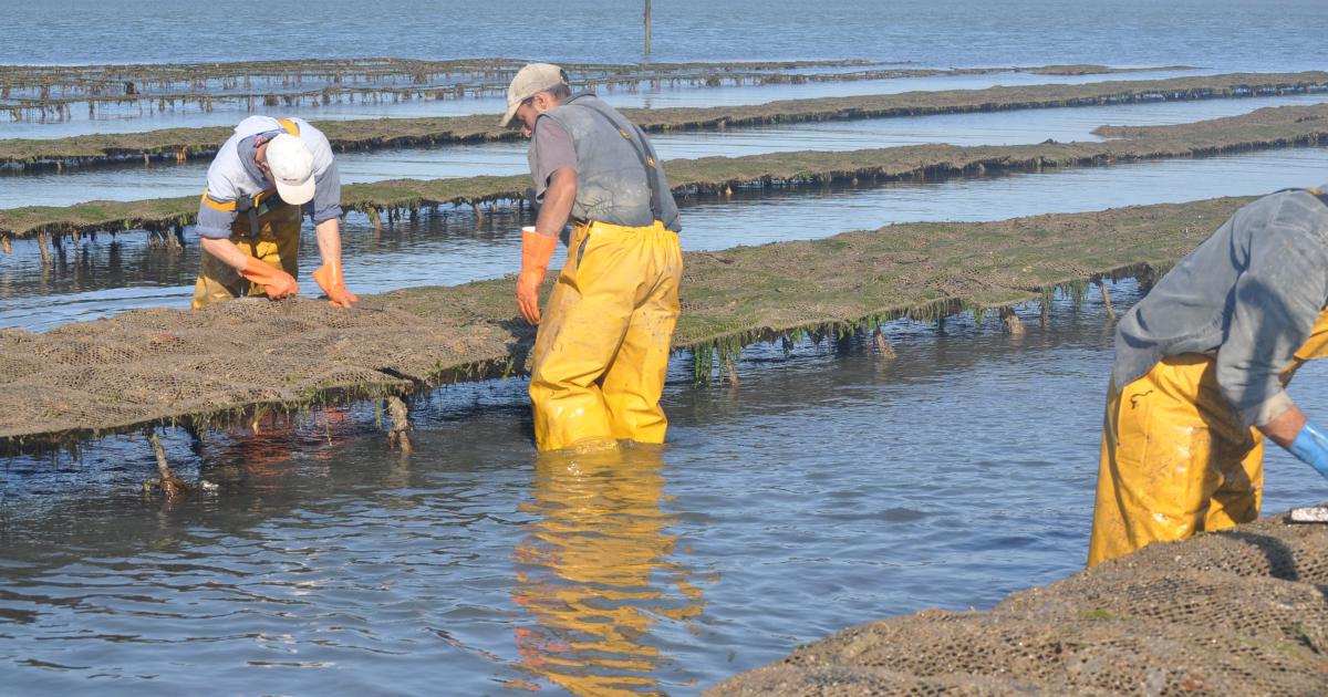 [Initiative] GENOV, accompagnateur de changements en Nord-Ouest Vendée ...