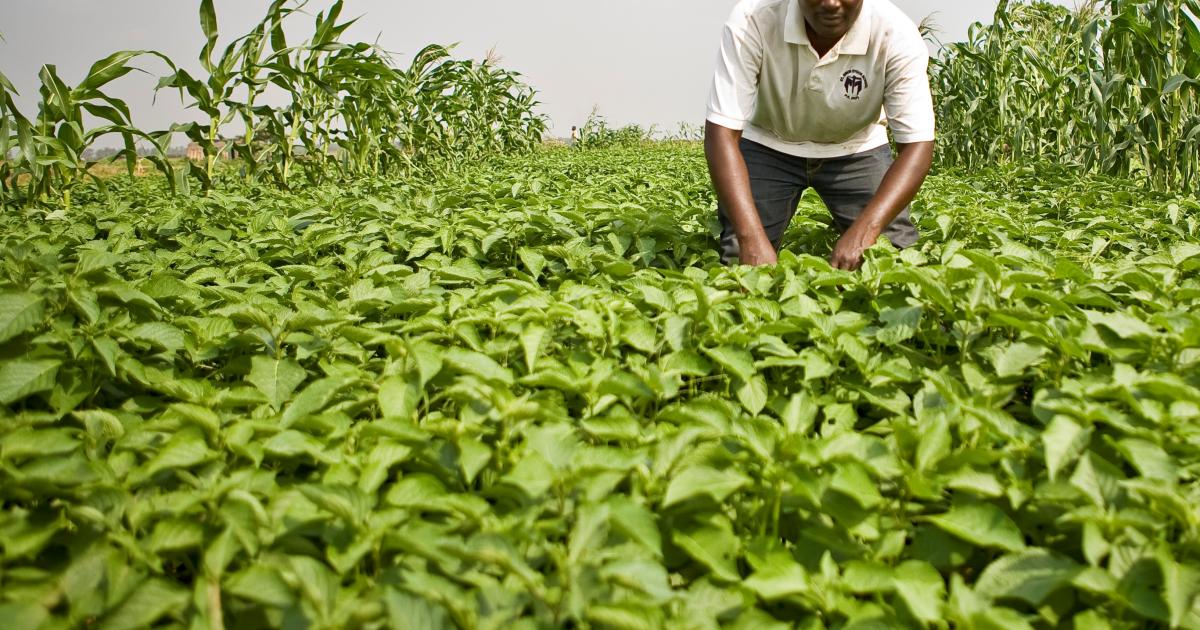 Agroécologie : une solution durable pour la planète et les hommes ...