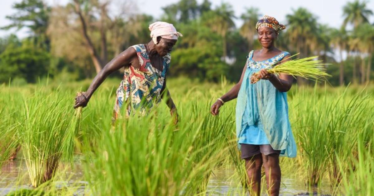 Le Collective Minds Climate Council de Foundation S fait résonner les ...