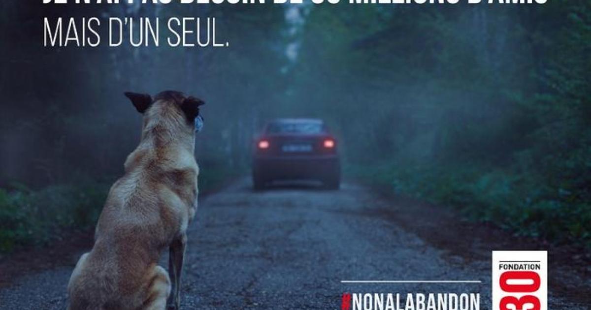 La Campagne Choc 2016 De 30 Millions Damis Contre Labandon
